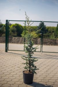 Srebrni atlanski cedar | Vrtni Centar Iva