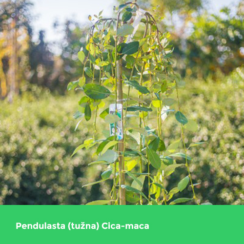Pendulasta (tužna) Cica-maca | Vrtni Centar Iva