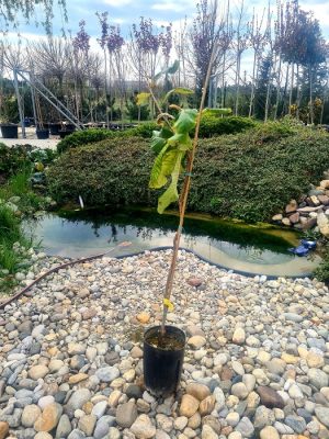 Nešpula | Vrtni Centar Iva