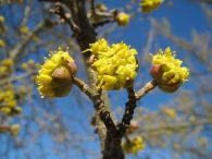 Drijen, drijenak | Vrtni Centar Iva