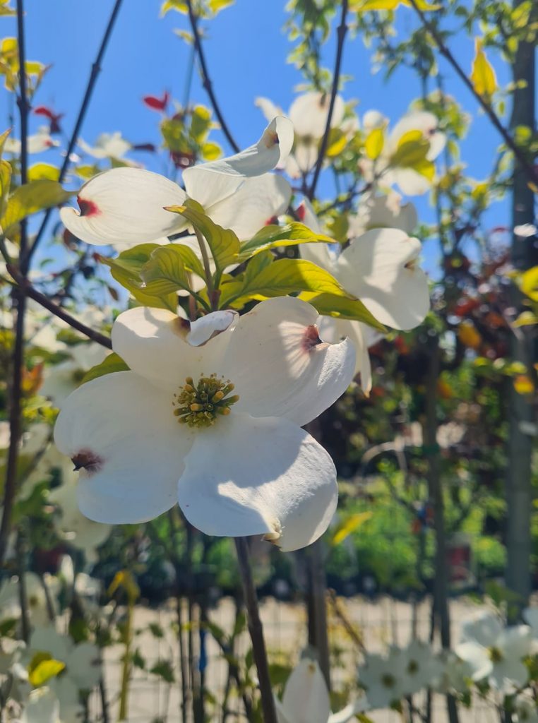japanski drijen, cvjetni dren, šareno lišće, bijele latice cvjetova