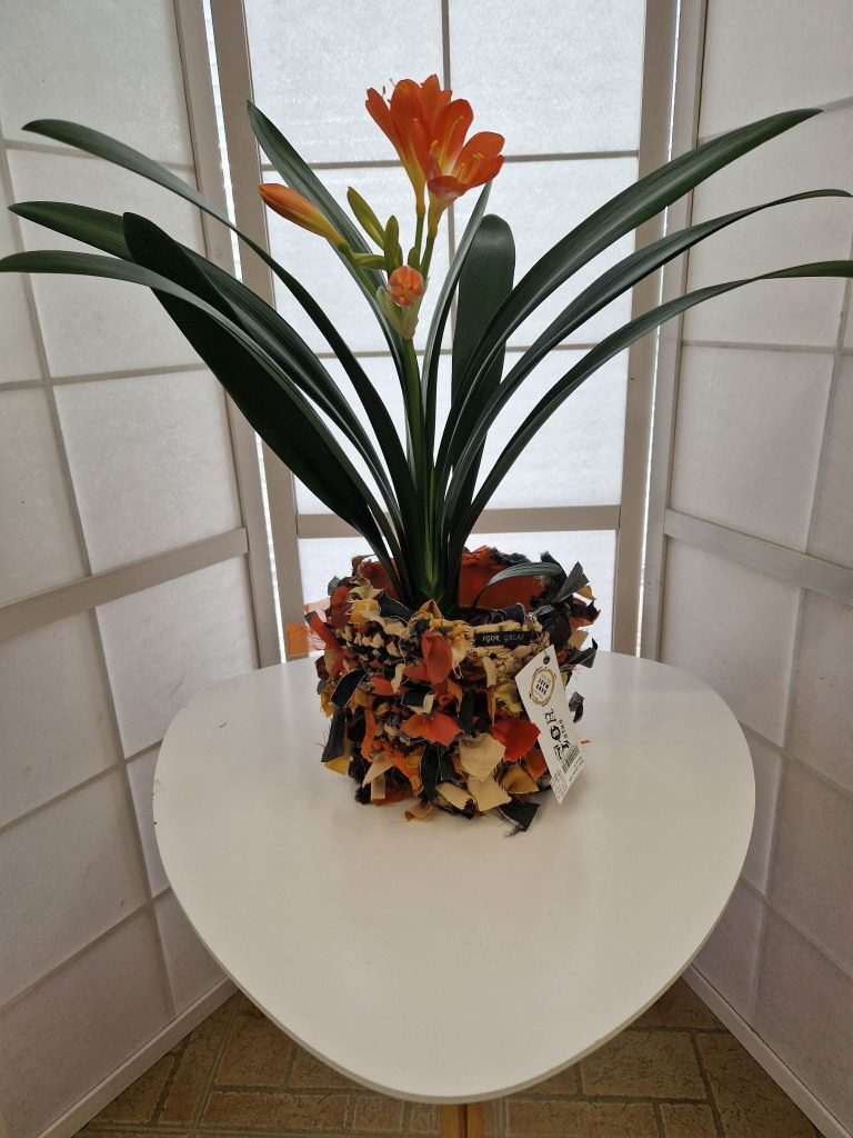 Klivija | Vrtni Centar Iva